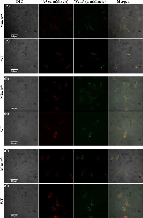 Figure 4 11 From Characterization Of The C Type Lectin Receptor Mincle