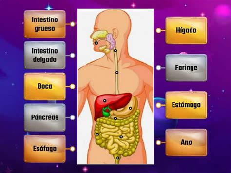 Partes Del Aparato Digestivo Diagrama Con Etiquetas