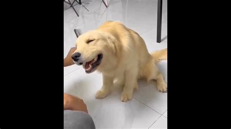 سگ خندان😂 Youtube