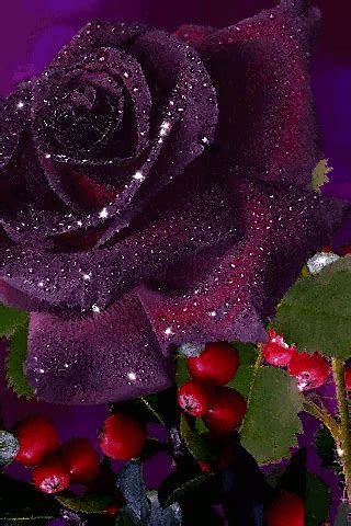 Розочка | Cute flower wallpapers, Beautiful flowers photos, Fuchsia flowers