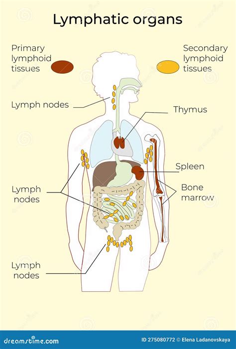 Lymphatic Organs Primary Lymphoid Tissues Secondary Lymphoid Tissues