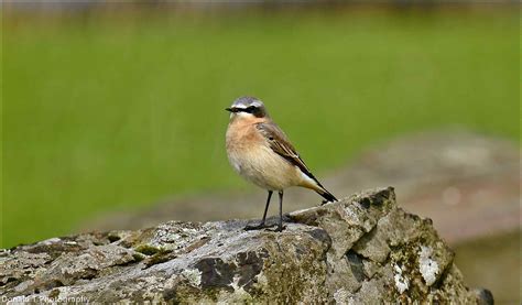 Wheatear Birdforum