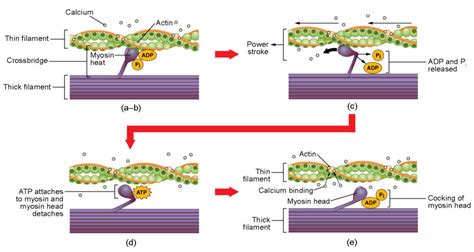 Skeletal Muscle Structure And Contraction Bio103 Human Biology