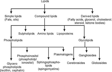 Lipids Fats