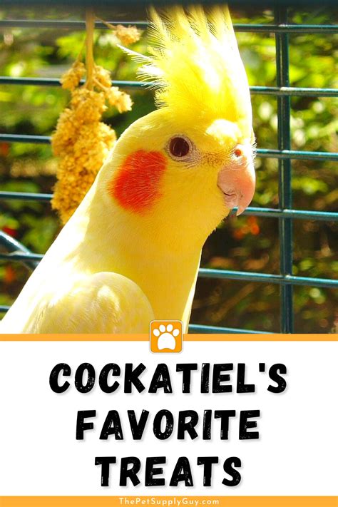 Cockatiel Care Artofit