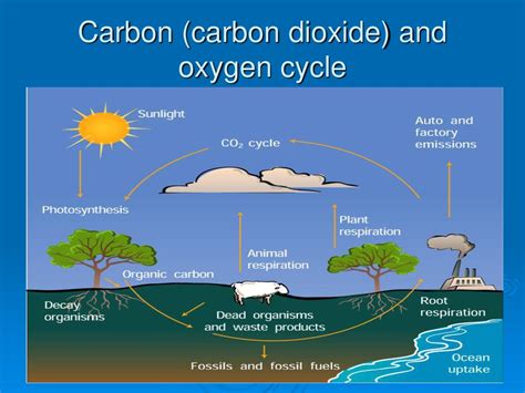 Oxygen Cycle In Water