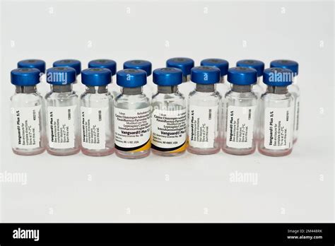 Cairo Egypt December 17 2022 Vanguard Plus 5 Cv L Vaccine For Dogs