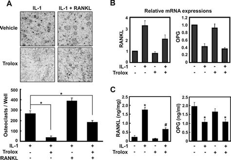 Effects Of Trolox On Il 1 Induced Osteoclast Formation In Cocultures