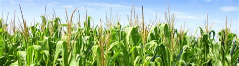 Maximizing Corn Yields Essential Strategies And Tips Treadright