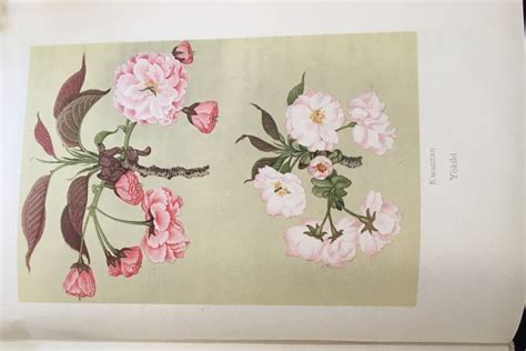 Sakura Japanese Cherry