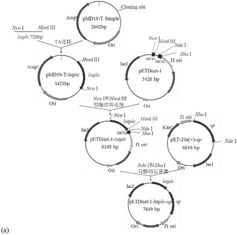 Method Of Using Phospholipase C To Extracellularly Express Intracellular Protein Eureka Patsnap