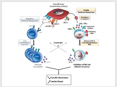 Model Of Hcpc Interactions With Adaptive And Innate Immune Cells Download Scientific Diagram