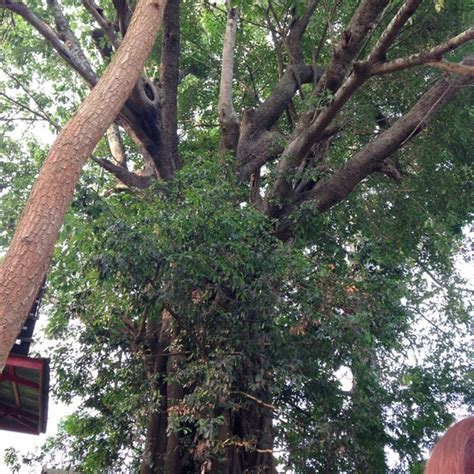 ต้นกร่างใหญ่ประจำบ้าน บ้านวังหลุมพอง ตำบลจรเข้สามพัน จังหวัดสุพรรณบุรี Tree