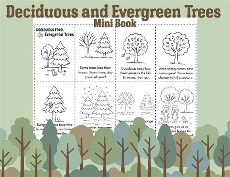 Deciduous And Evergreen Trees Mini Book By Mrs Stubbs Stuff Tpt