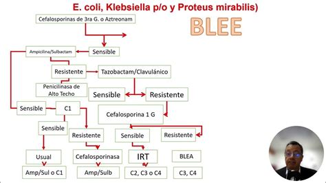 Proa Decisión Terapéutica En Betalactamasas De Espectro Extendido Blee Controversias Youtube
