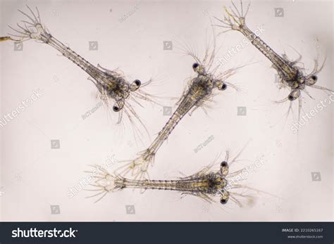 1 405 Shrimp Larvae Images Stock Photos Vectors Shutterstock