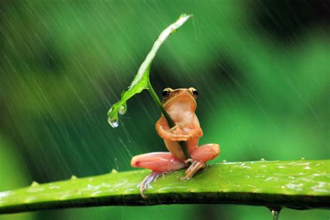 Nature Rain Wallpaper 60 Pictures Wallpaperset