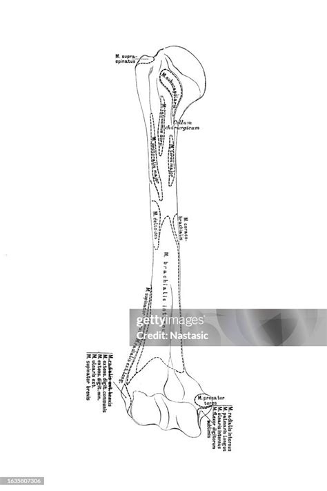 Humerus Joint High Res Vector Graphic Getty Images
