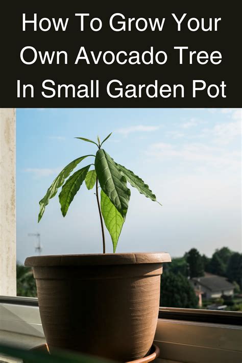 How To Grow Your Own Avocado Tree In Small Garden Pot Avocado Tree