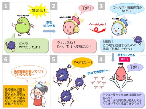 Th1細胞とth2細胞の働き｜簡単！免疫バランス講座 イムバランス情報サイト