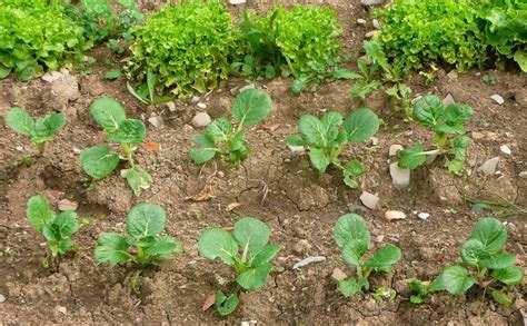 Brassica Rapa Chinensis Group Bok Choy Chinese White Cabbage Field