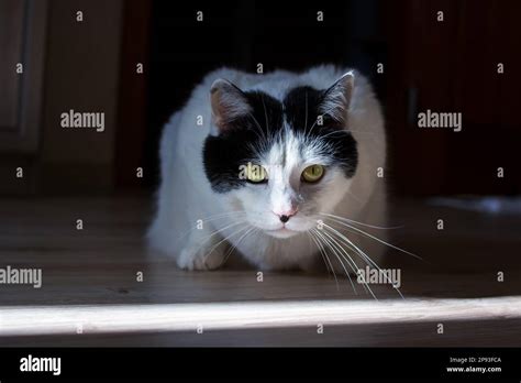 Gato Malvado Meme Bueno