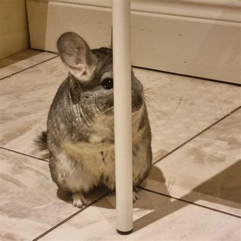 You Cant See Me ~ Roxy Scrolller