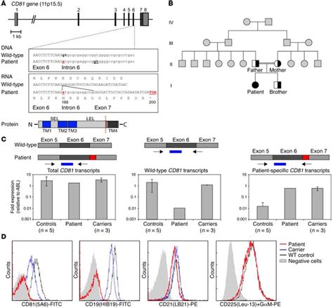 Jci Cd81 Gene Defect In Humans Disrupts Cd19 Complex Formation And