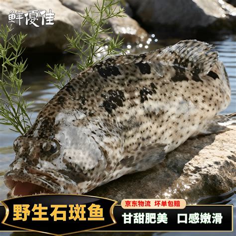 大石斑鱼新鲜老虎斑活斑速冻海捕大海鱼整条鲜活冷冻老虎斑 1 5 2斤 条 6条【图片 价格 品牌 报价】 京东