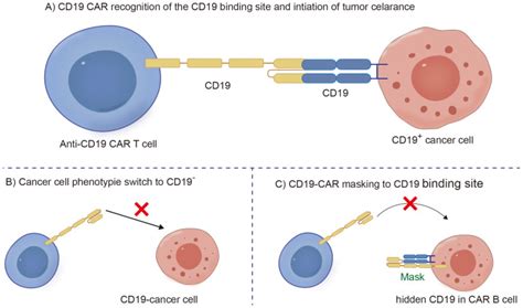Cd19 Targeted Car T Therapy Treating Hematologic Malignancies Hidden