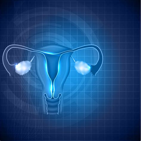 Beautiful Cervix Basic Reproductive Anatomy