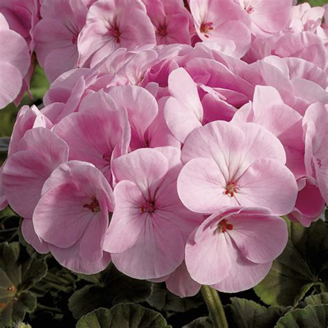 Geranium Seeds 29 Geraniums Swallowtail Garden Seeds