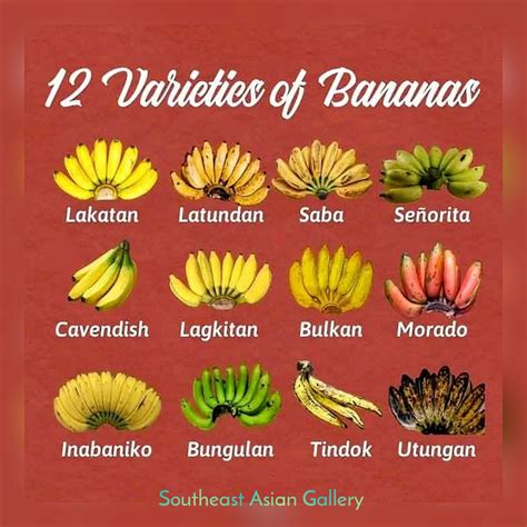 🇵🇭 Philippine Bananas A Diverse Southeast Asian Gallery Facebook