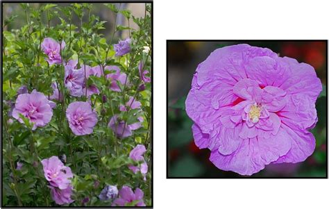 Rose Of Sharon Lavender Chiffon Double Hinsdale Nurseries Welcome