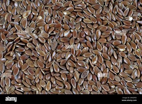 Common Flax Linseed Linum Usitatissimum Linseed Linen Seed Linen