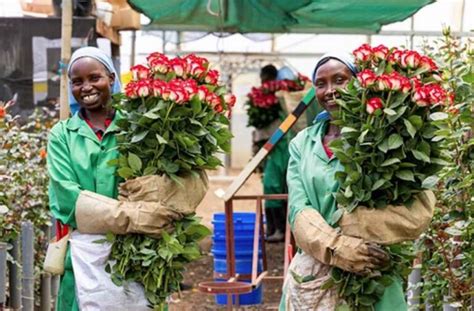 Kenya Launches Traceability System For Horticulture Exports