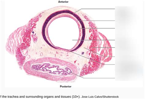 Microscope Trachea Diagram Quizlet
