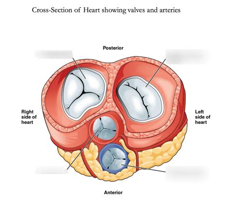Heart Transverse Section Interpreting A Transverse Section Through
