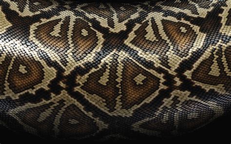 Python Skin Wallpaper