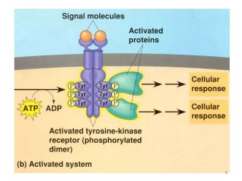 Tyrosine Kinase Inhibitors
