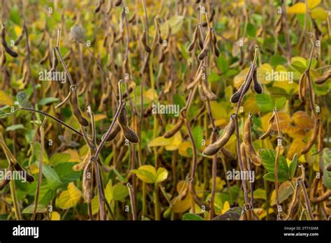Soybean Shell In The Soybean Field Yellow And Brown Pods Productivity