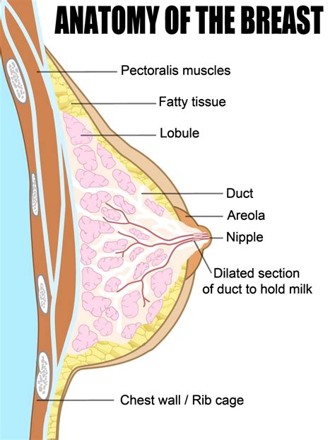 Female Chest Diagram