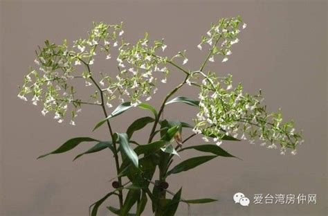 台湾国际兰花展—太齐全了，值得收藏！ Orchid Show Phalaenopsis House Plants Flowers