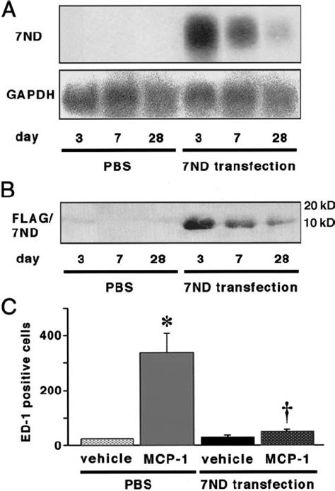 A Northern Blot Analysis Of The Mutant Mcp 1 7nd And Gapdh Mrna