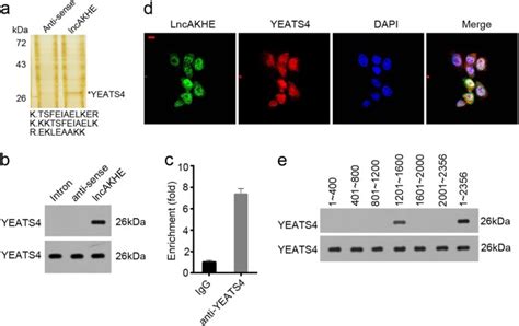 Lncakhe Enhances Cell Growth And Migration In Hepatocellular Carcinoma