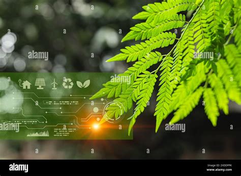 Green Leaf Fresh Nature Tree Leaves With Sign Icon Eco Clean Energy Low Carbon Footprint