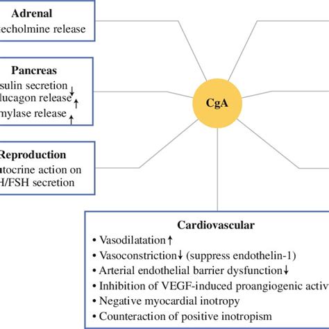 Chromogranin A Cga Diverse Physiological Interactions Cga Or Its
