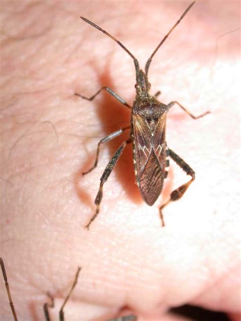 Western Conifer Seed Bug Insect Id