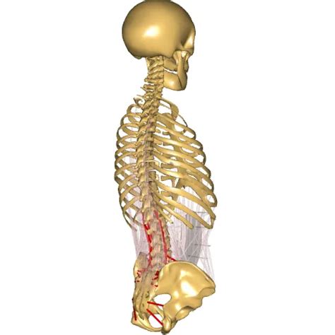 Spine Fixation Model Using Force Dependent Kinematics — Ammr V314 Documentation
