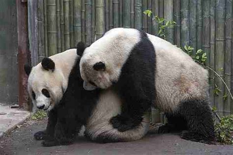 When Do Pandas Give Birth Solved Bestofpanda
